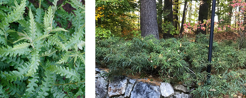 Coastal Landscaping in Massachusetts - Shrubs, Groundcovers, and Vines ...