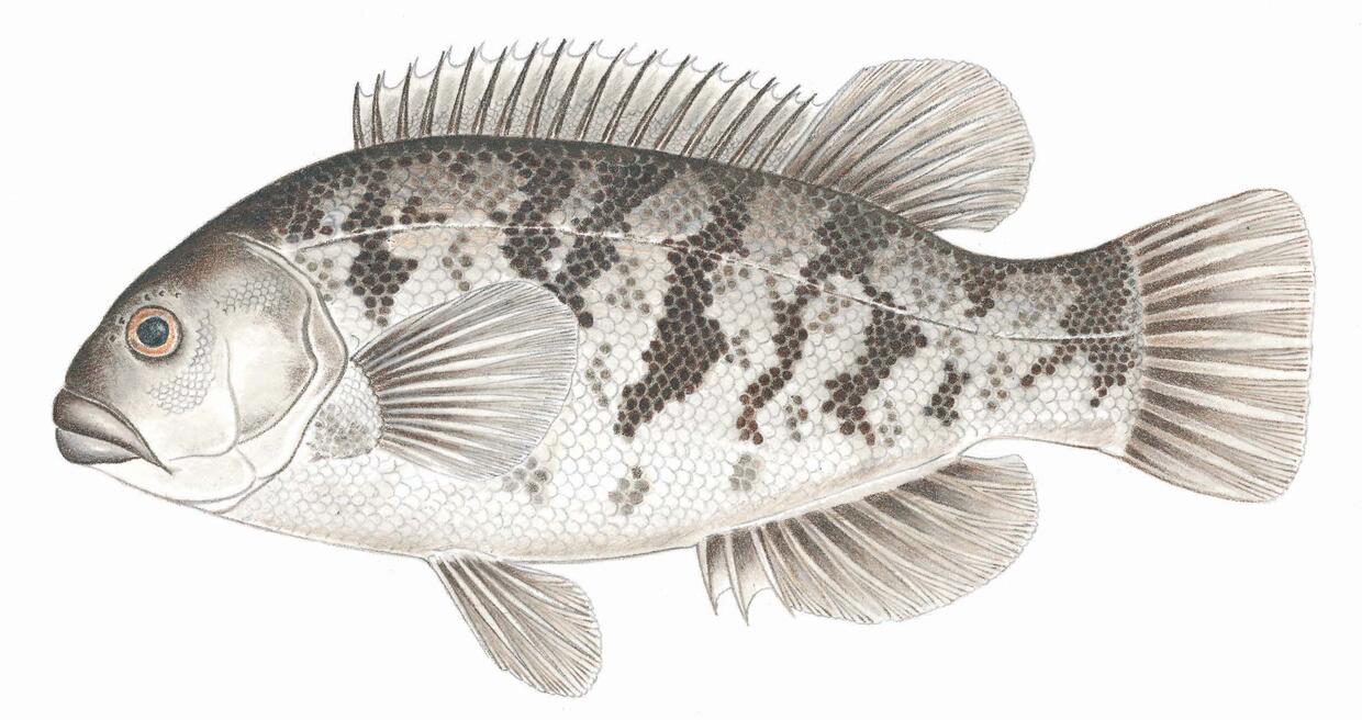 Learn about: Tautog | Mass.gov