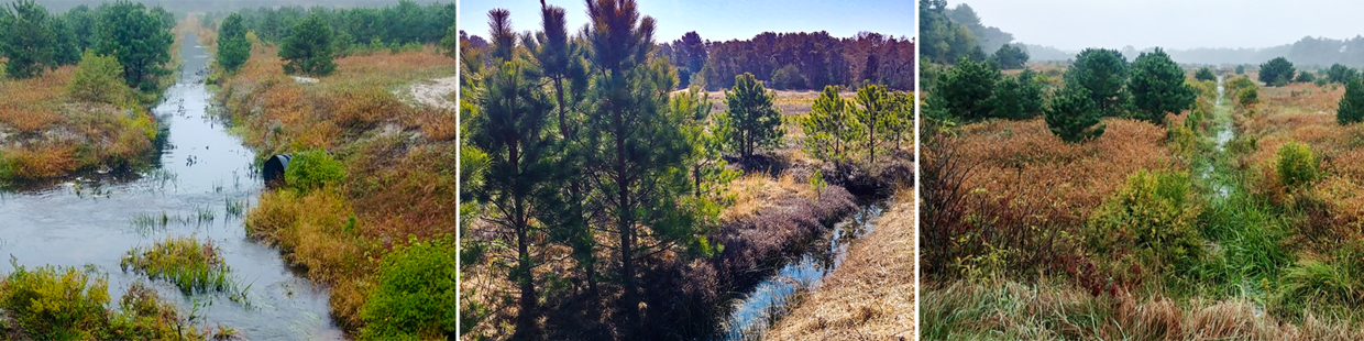 Red Brook Restoration Project | Mass.gov