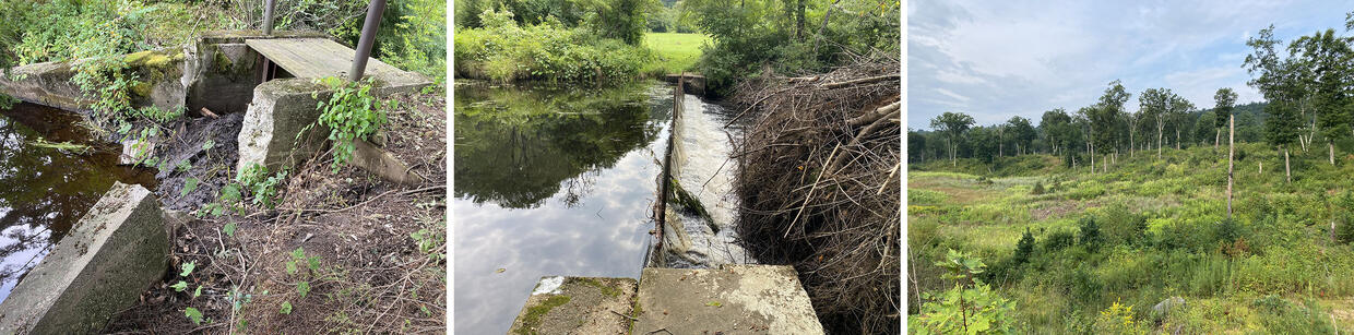 Patrill Hollow Dam Removal Project | Mass.gov