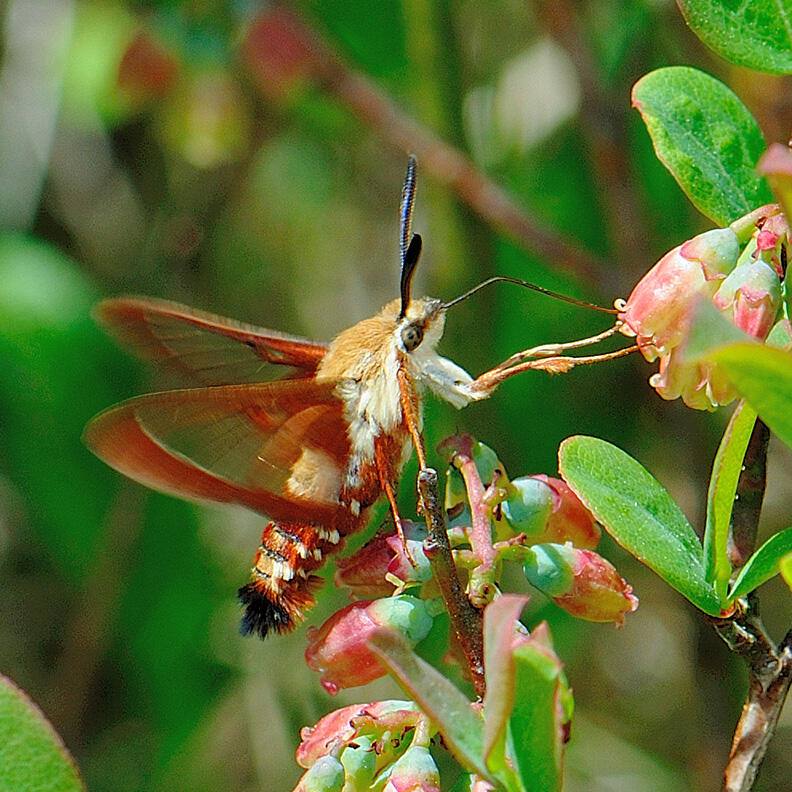 Slender Clearwing Sphinx Moth | Mass.gov