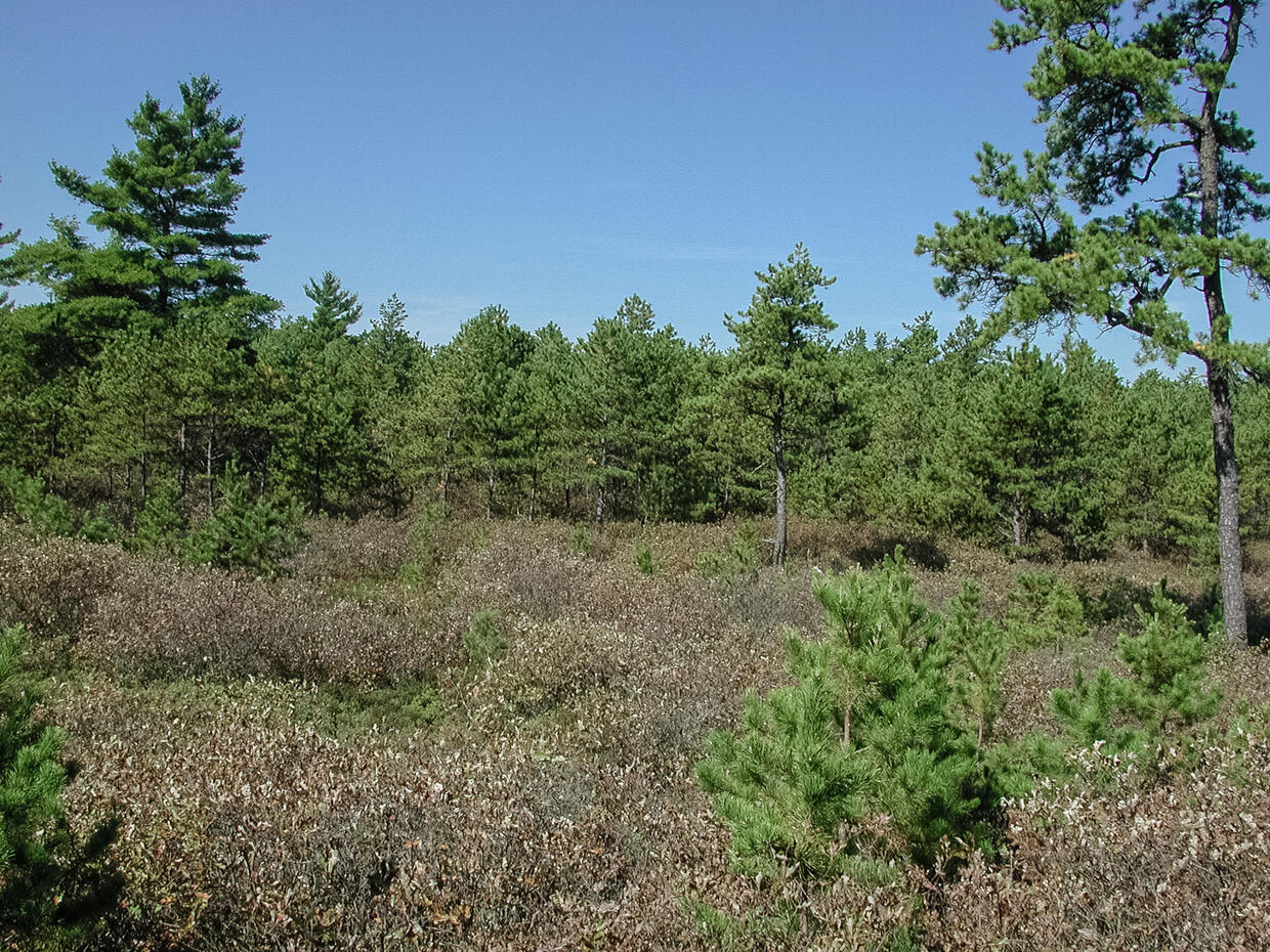 Pine Barrens Zanclognatha | Mass.gov