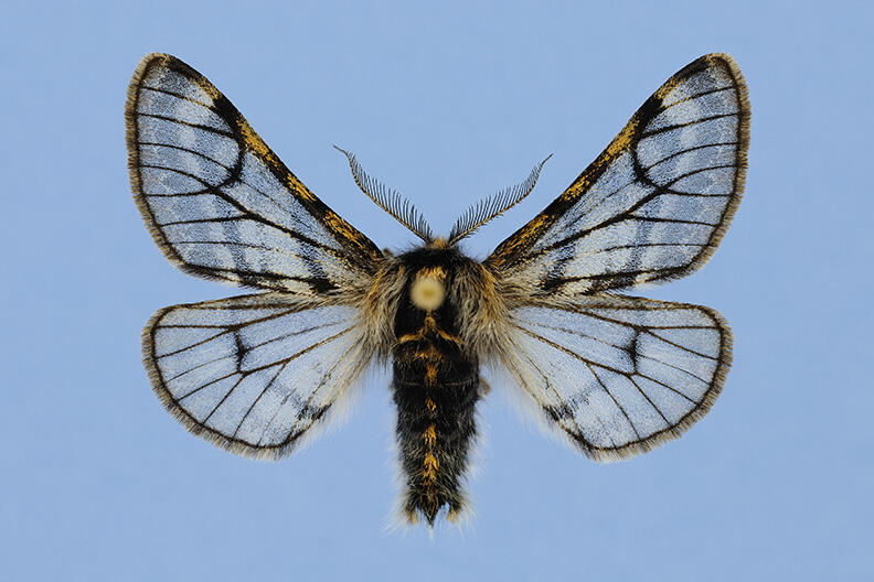 Twilight Moth | Mass.gov