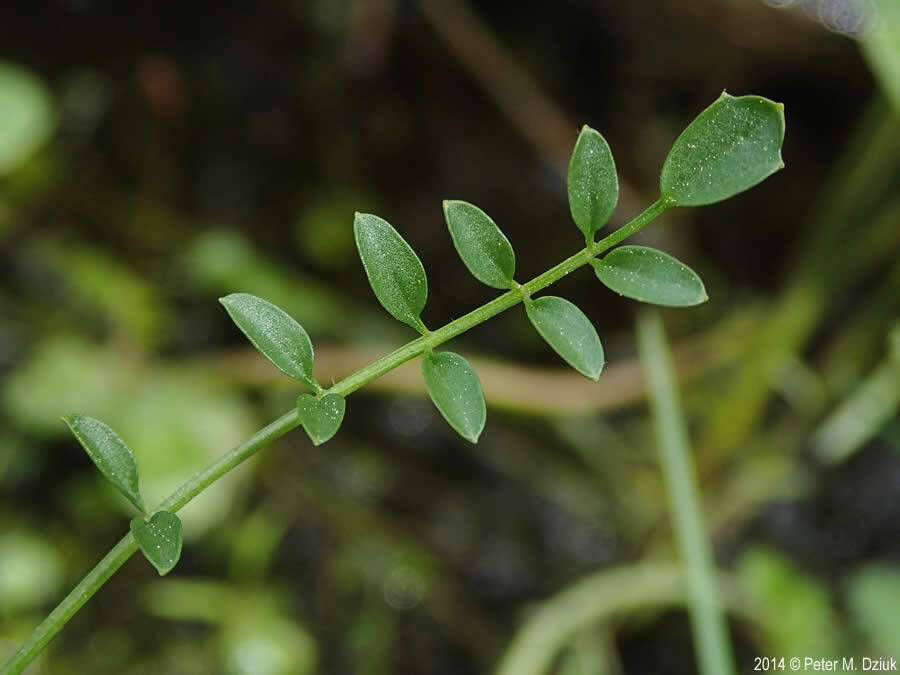Fen Cuckoo-flower | Mass.gov
