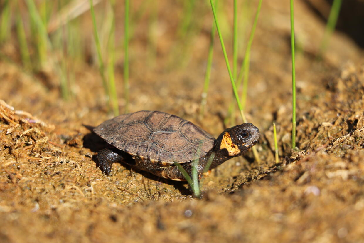 Bog Turtle | Mass.gov