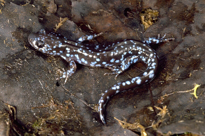 Blue-spotted Salamander | Mass.gov