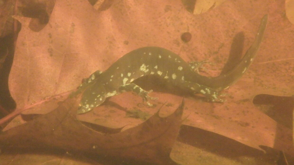 Blue-spotted Salamander | Mass.gov