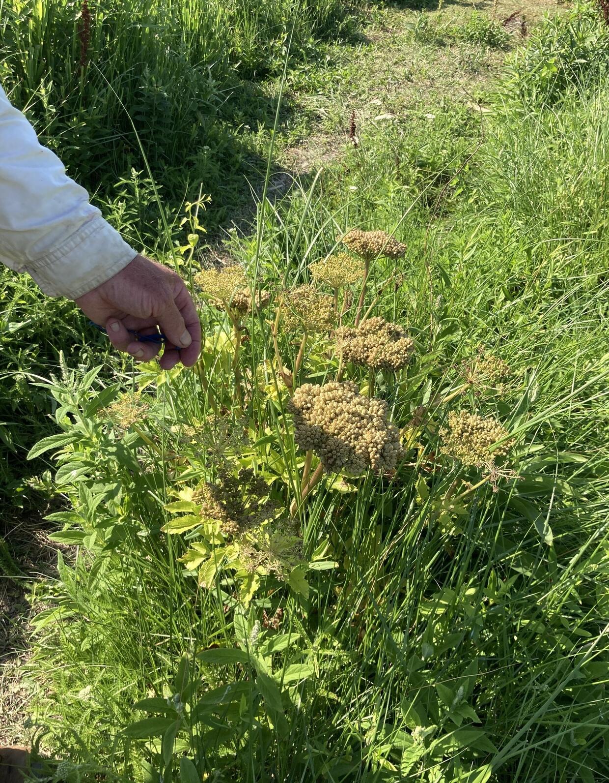 Seaside-angelica | Mass.gov