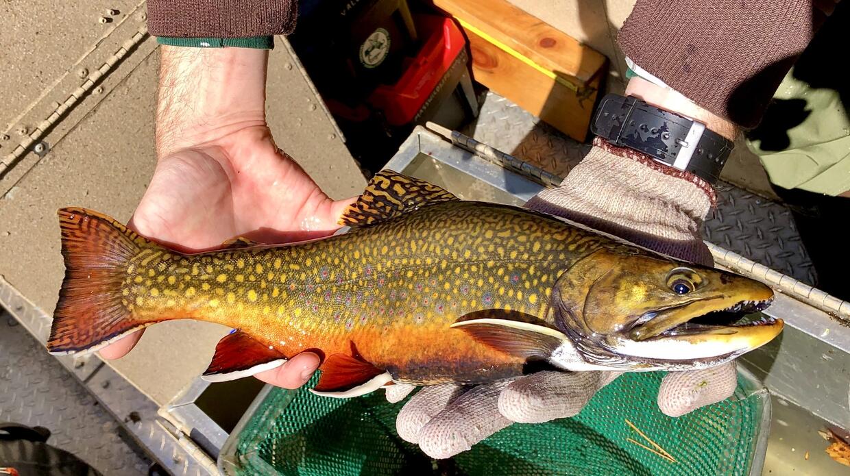 Brook Trout | Mass.gov