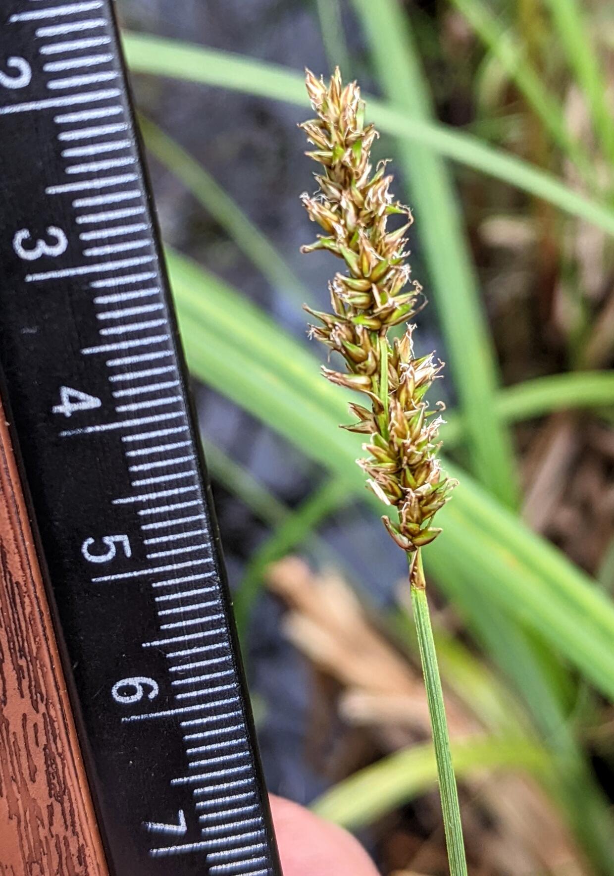 Panicled Sedge | Mass.gov