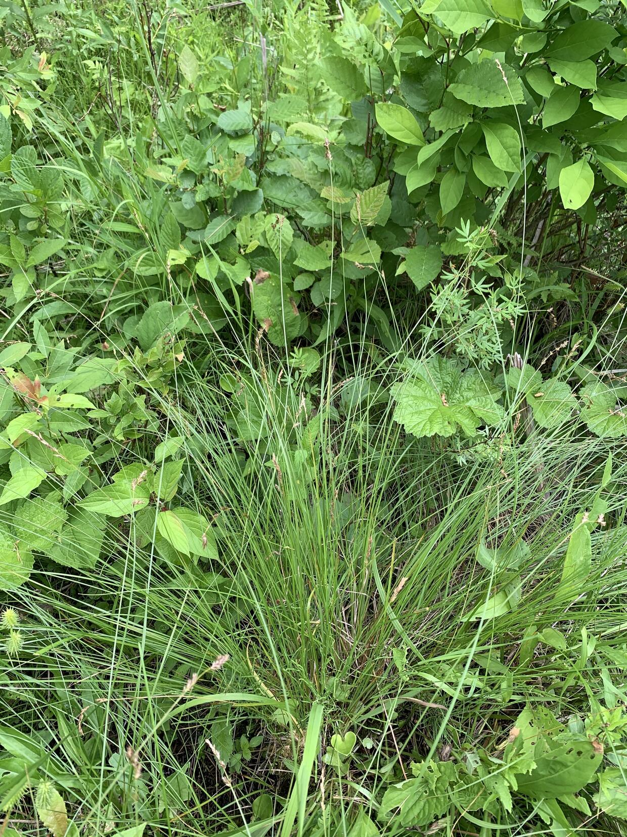 Prairie-sedge | Mass.gov