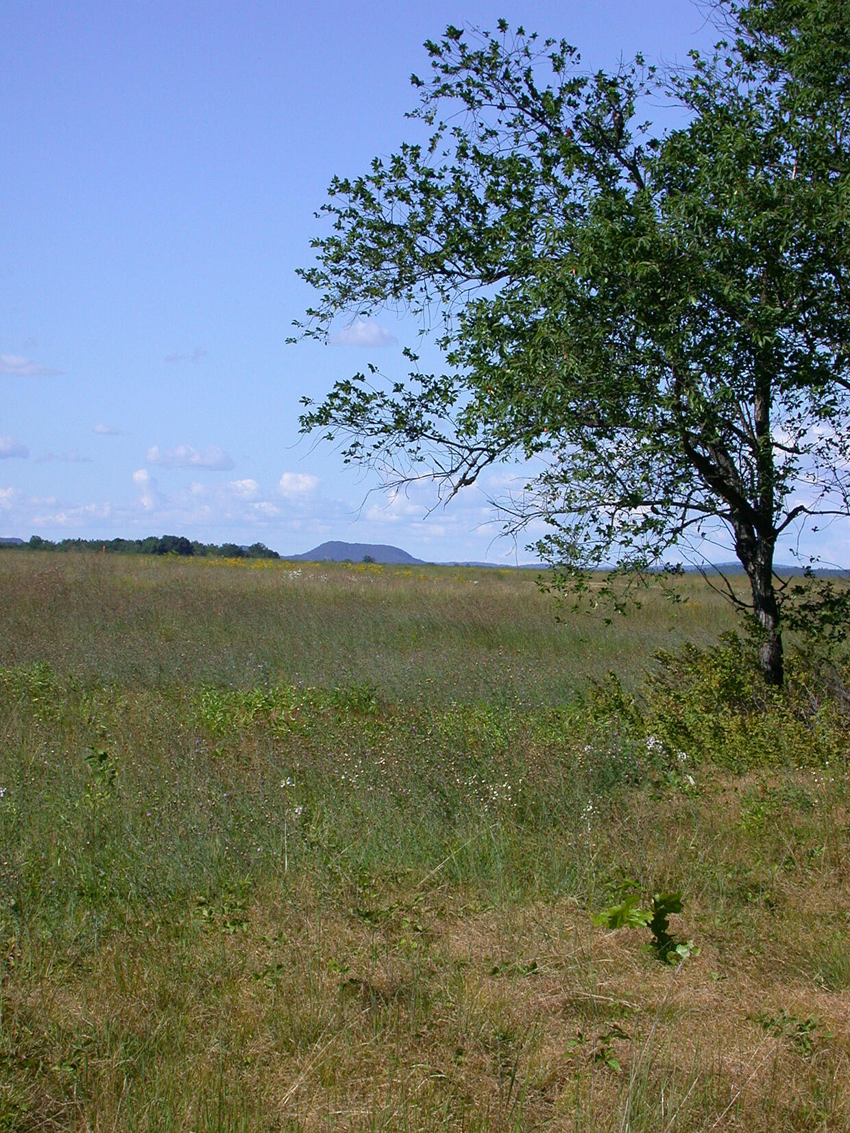 Phyllira Tiger Moth | Mass.gov