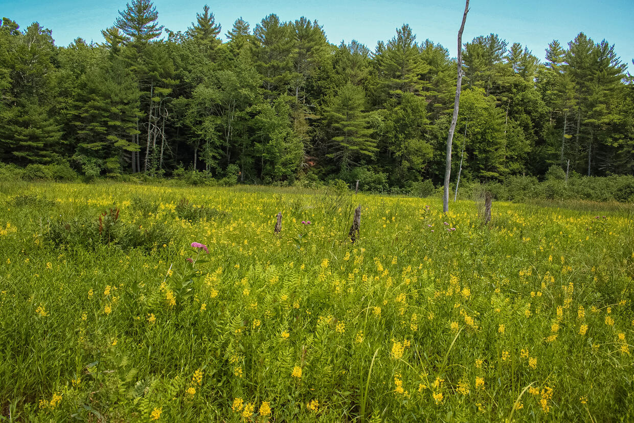 Macropis Cuckoo Bee | Mass.gov