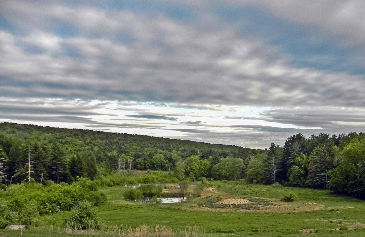 Golden Borer | Mass.gov