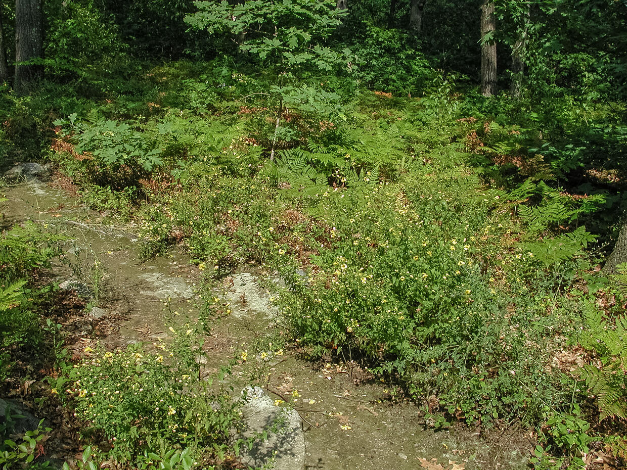 Orange Sallow Moth | Mass.gov