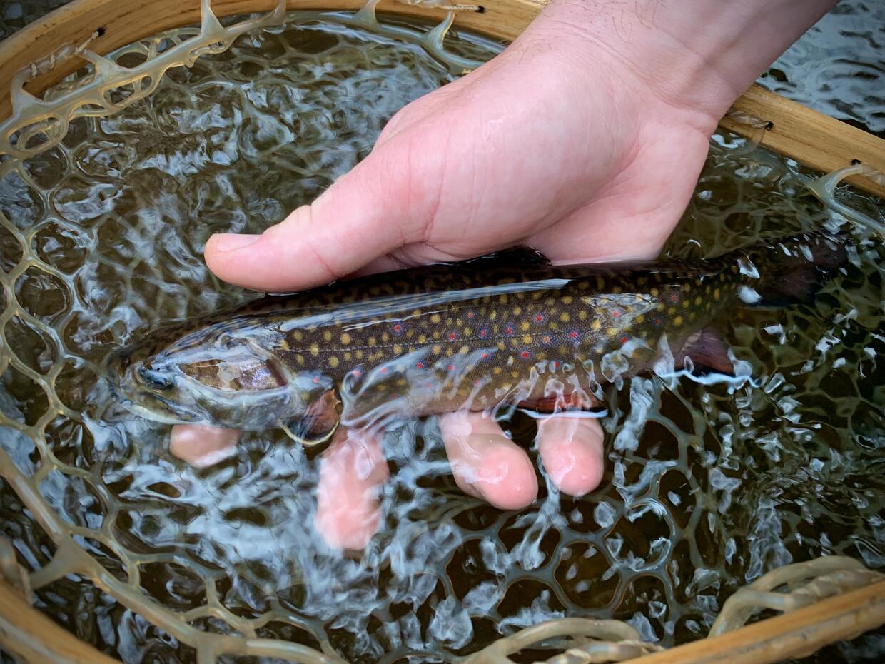 Brook Trout | Mass.gov