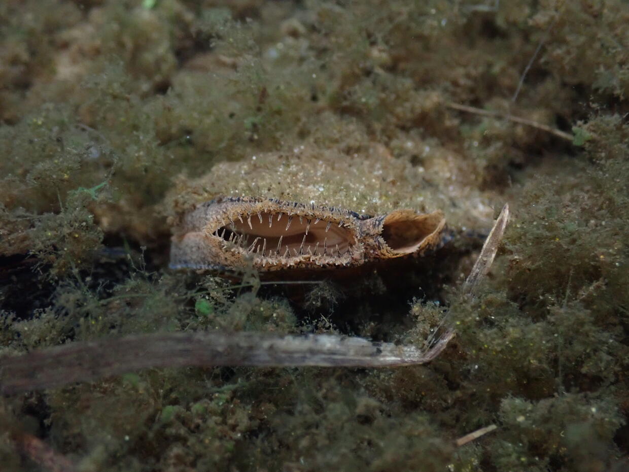 Eastern Lampmussel | Mass.gov