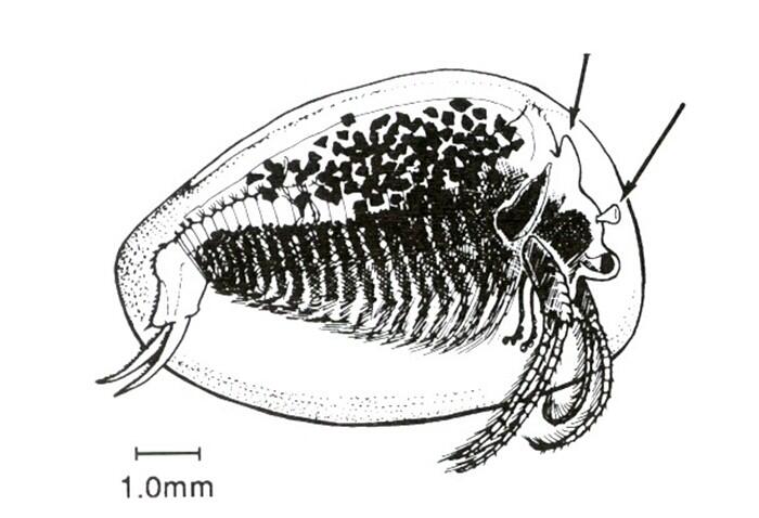 American Clam Shrimp | Mass.gov