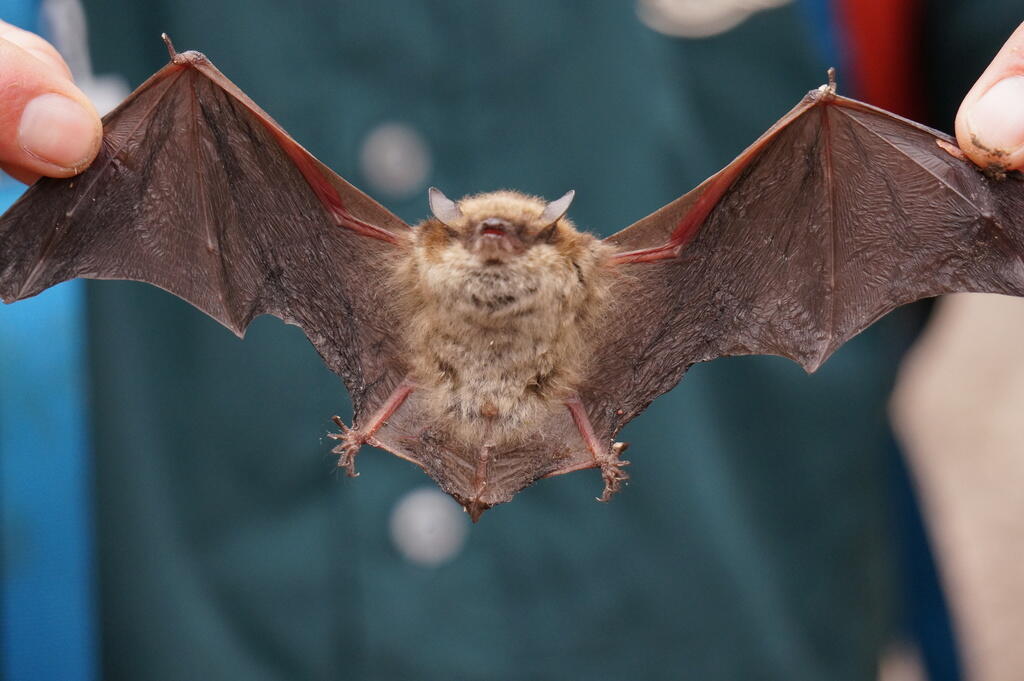 Little Brown Bat | Mass.gov