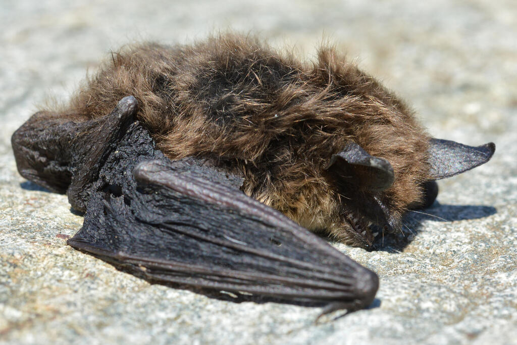 Northern Long-eared Bat | Mass.gov