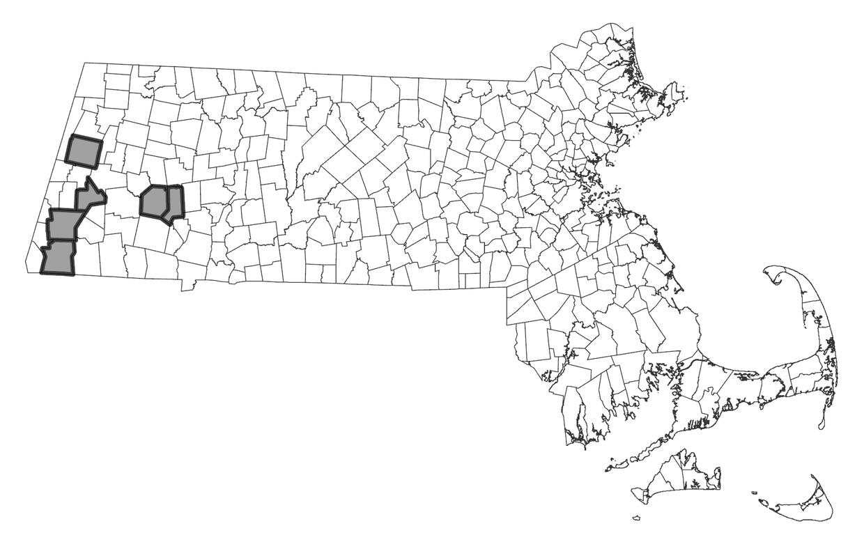Ostrich Fern Borer | Mass.gov