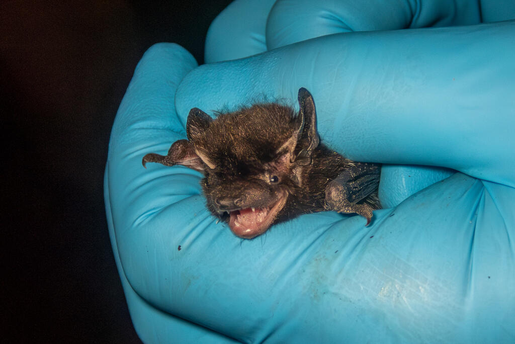 Silver-haired Bat | Mass.gov