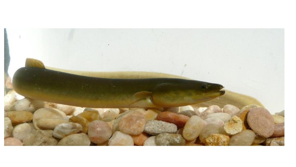 American Eel | Mass.gov
