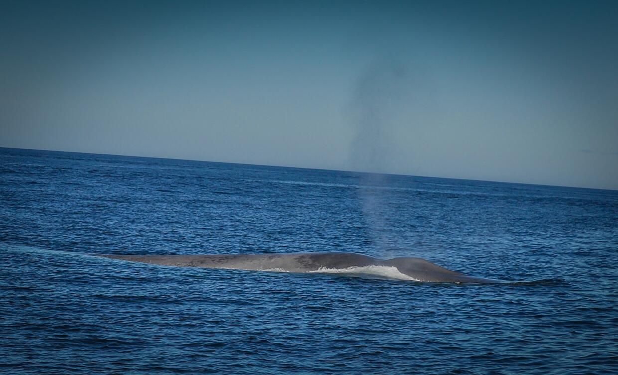 Blue Whale | Mass.gov
