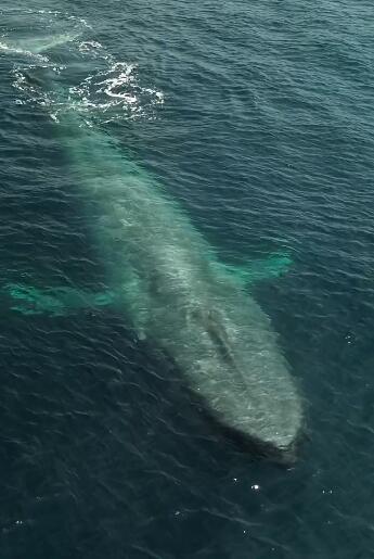 Blue Whale | Mass.gov