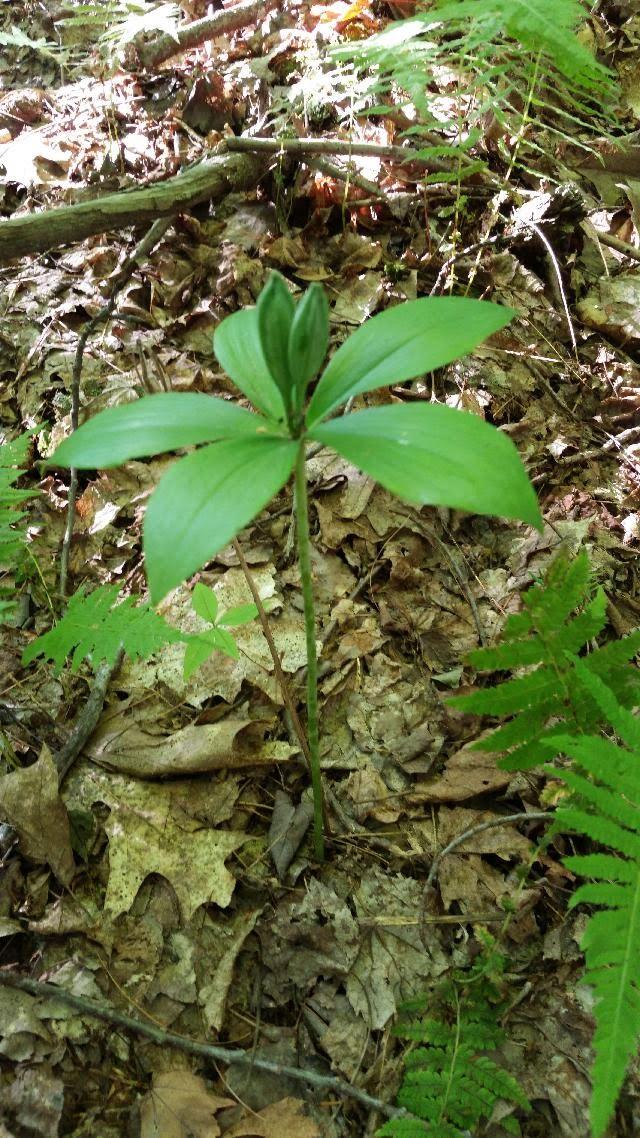 Small Whorled Pogonia | Mass.gov