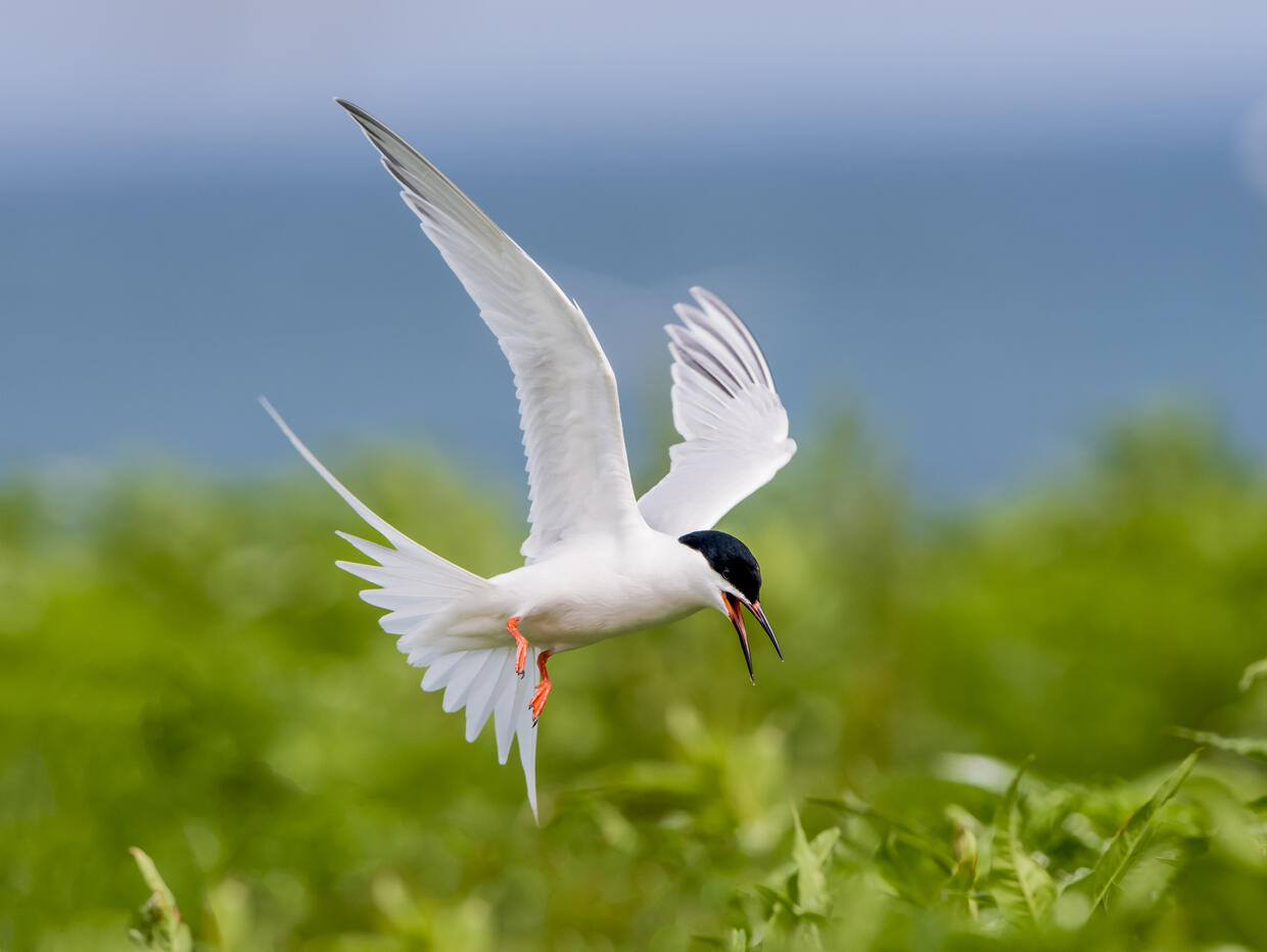 Roseate Tern | Mass.gov