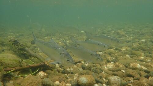 American Shad | Mass.gov