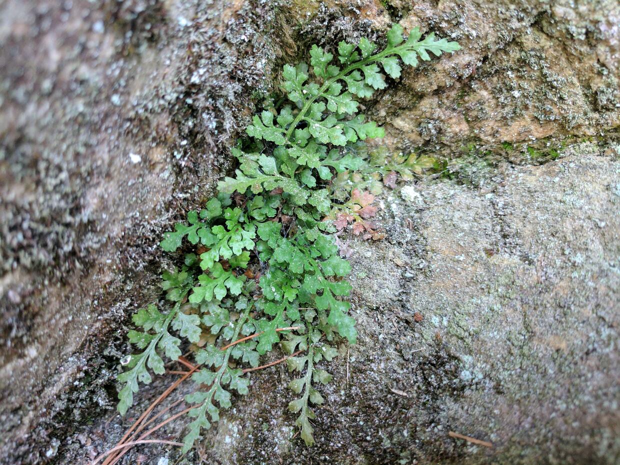 Mountain Spleenwort | Mass.gov