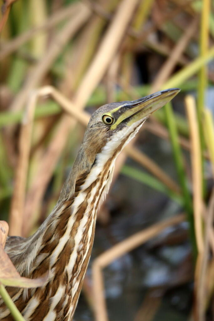 American Bittern | Mass.gov