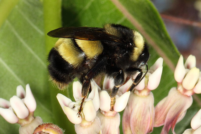Yellow-banded Bumble Bee | Mass.gov