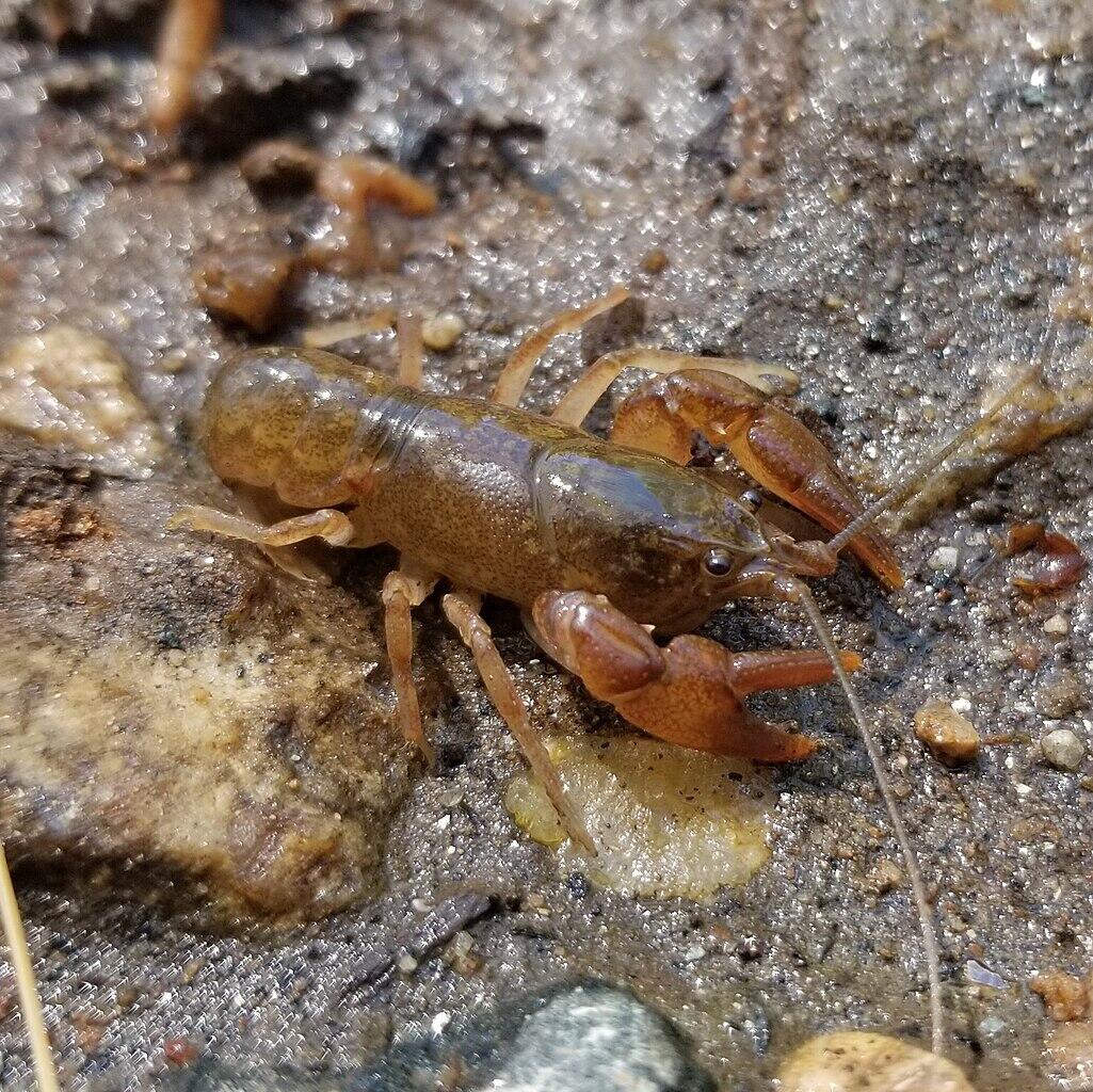 Appalachian Brook Crayfish | Mass.gov