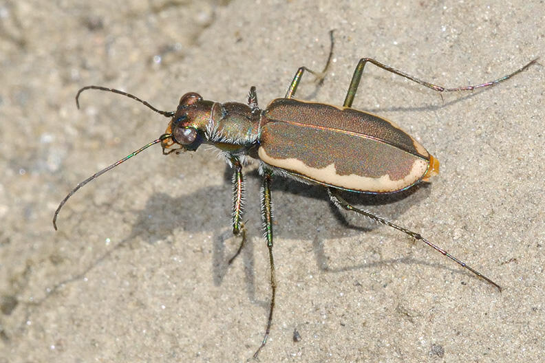 Cobblestone Tiger Beetle | Mass.gov