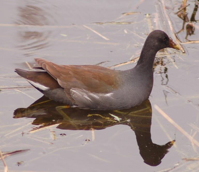Common Gallinule | Mass.gov