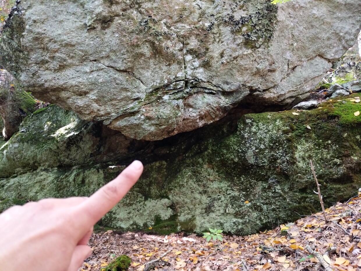 Appalachian Bristle-fern | Mass.gov