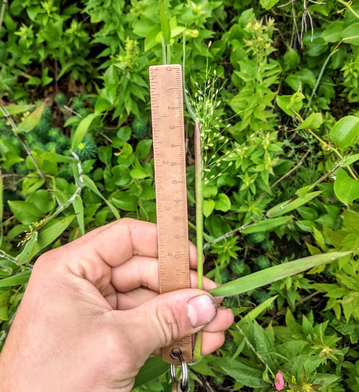 Velvet Rosette-grass | Mass.gov