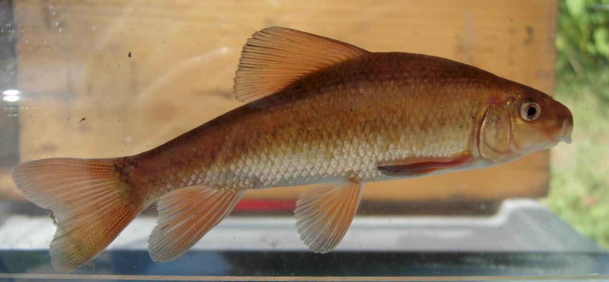 Creek Chubsucker | Mass.gov