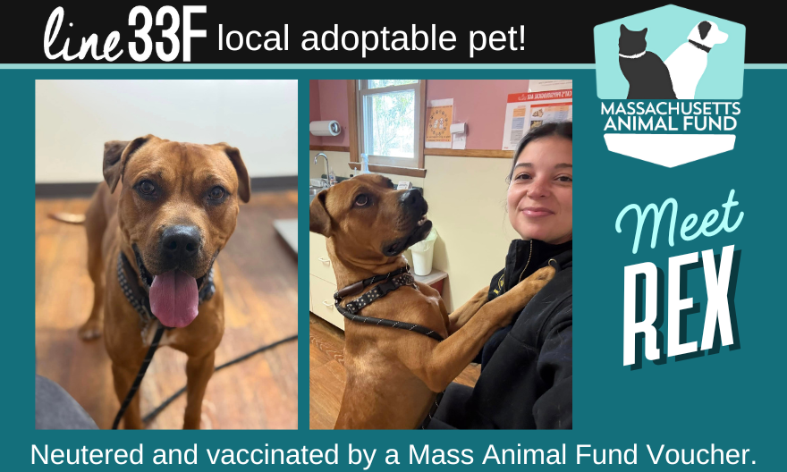 Adopt Local Animals | Mass.gov