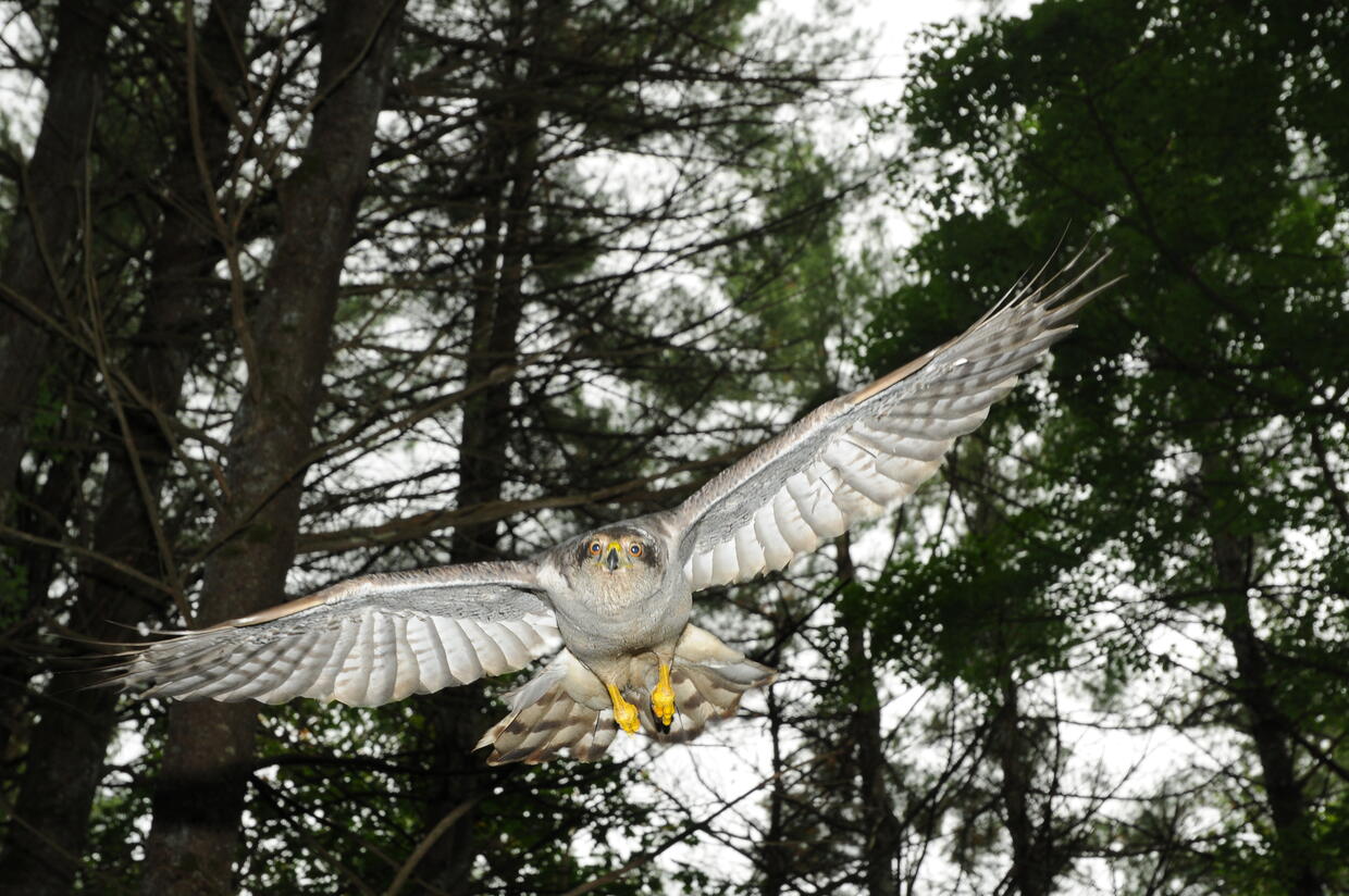 American Goshawk | Mass.gov