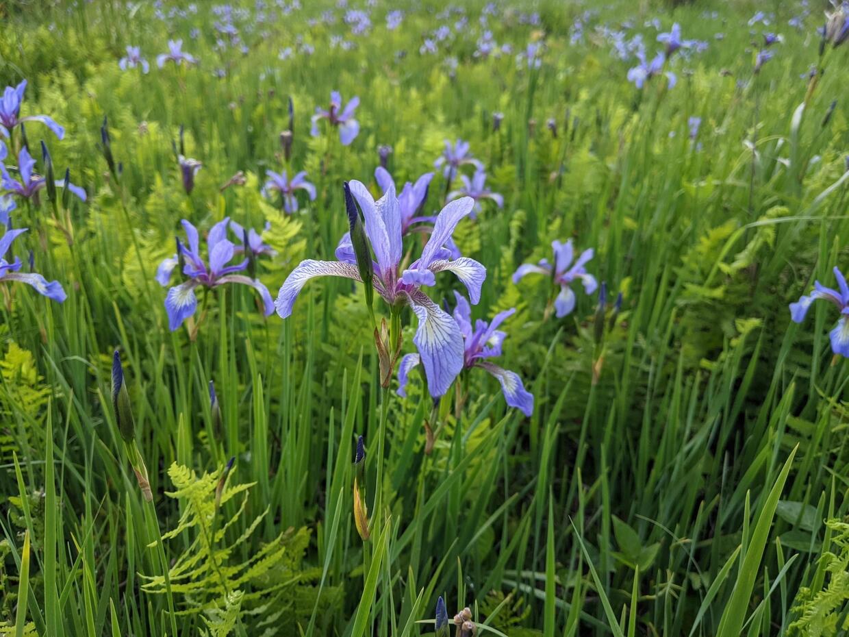 Slender Blue Flag | Mass.gov