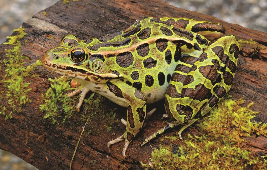 Northern Leopard Frog | Mass.gov