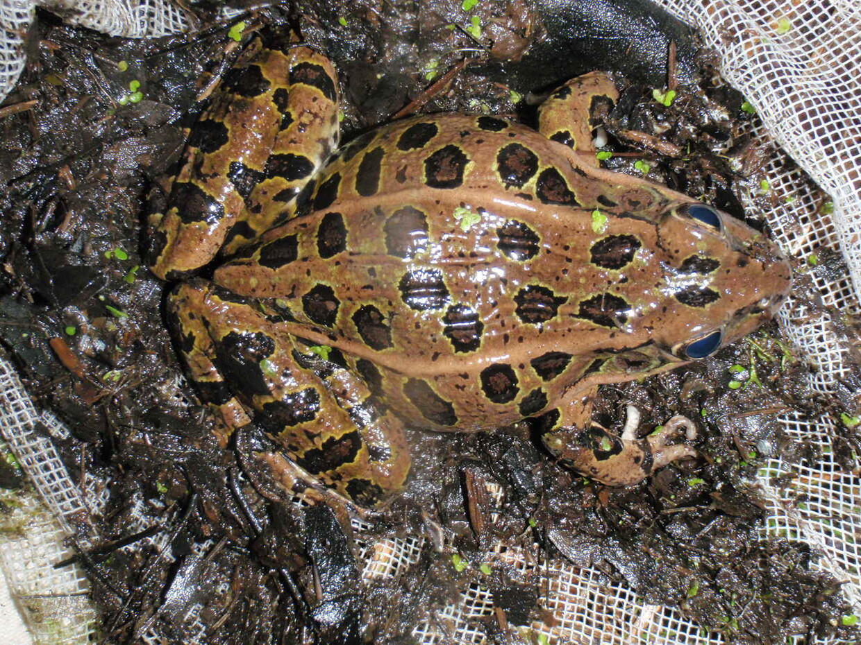 Northern Leopard Frog | Mass.gov