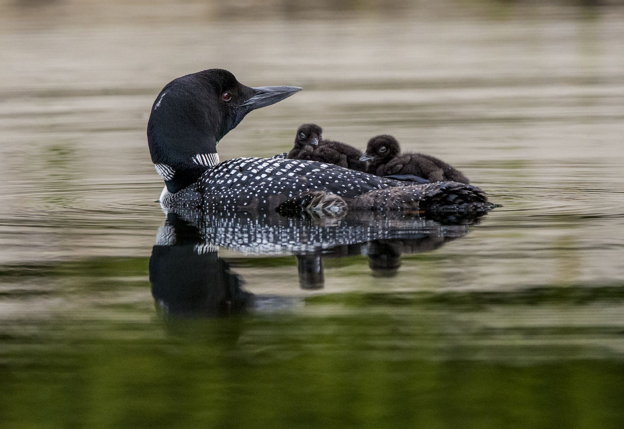 Common Loon | Mass.gov