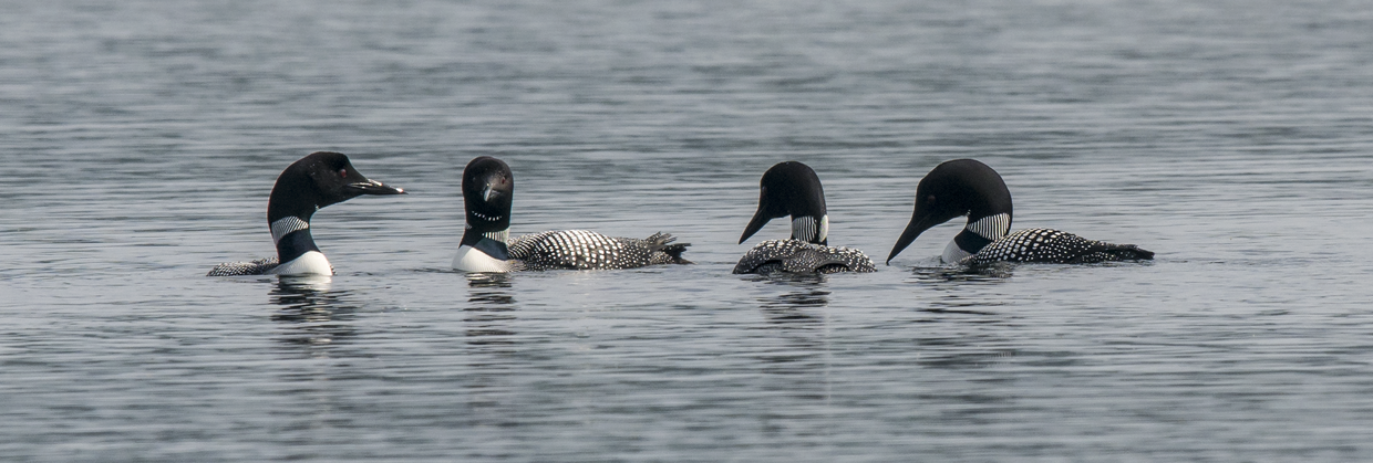 Common Loon | Mass.gov