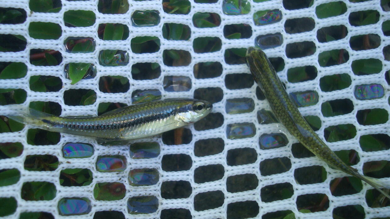 Bridle Shiner | Mass.gov