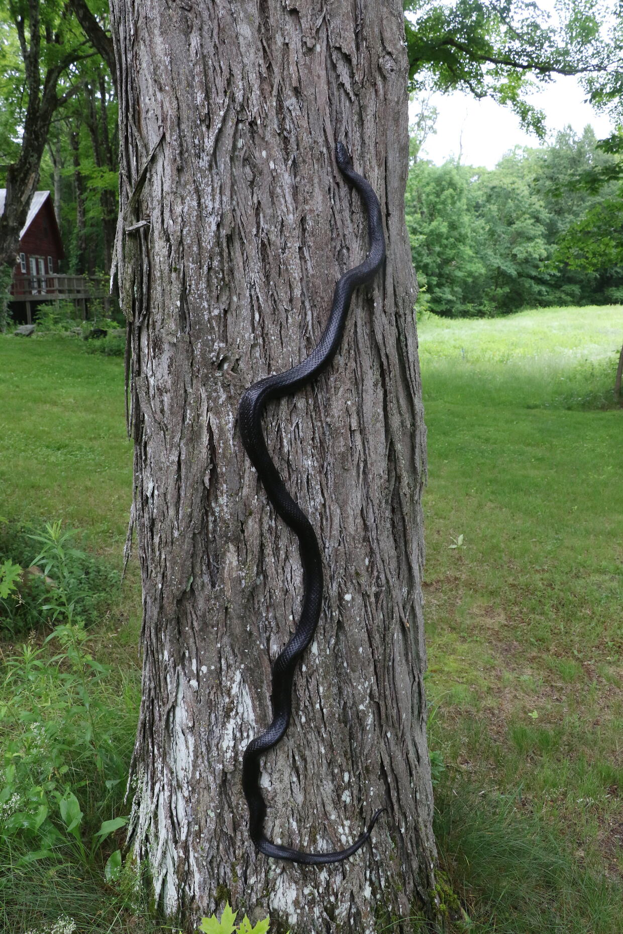 Eastern Ratsnake | Mass.gov